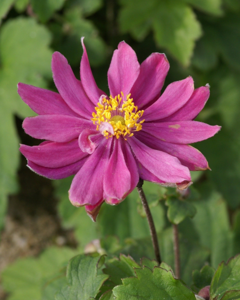 Pamina I - Darwin Plants